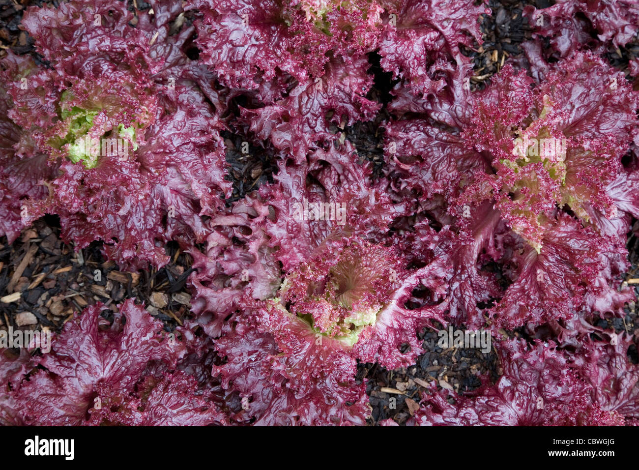 Lollo rosso hi-res stock photography and images - Alamy