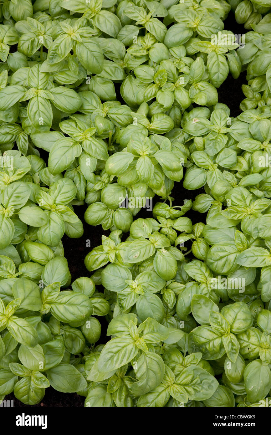 Basil Ocimum basilicum Stock Photo - Alamy