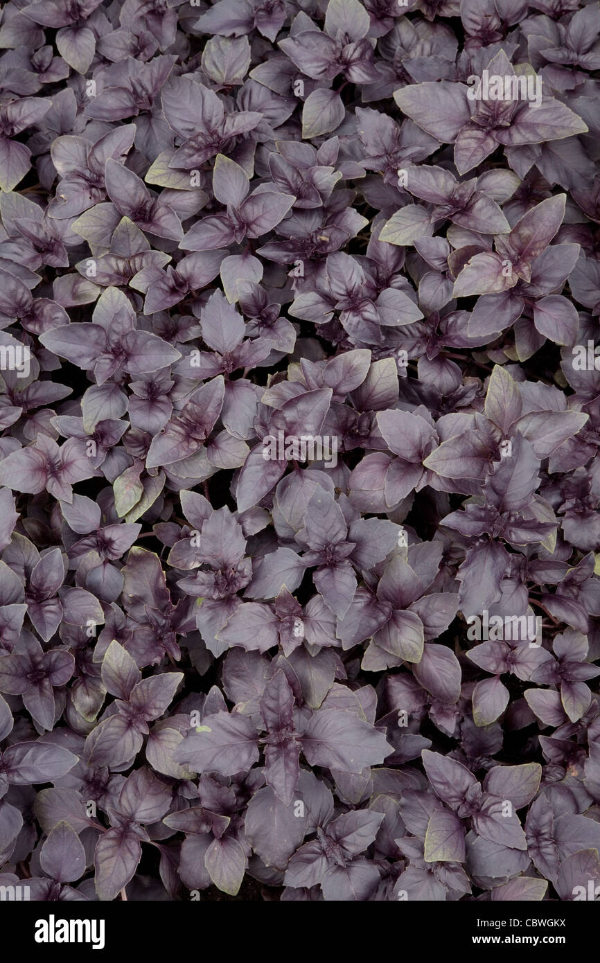 Basil purple basil hi-res stock photography and images - Alamy