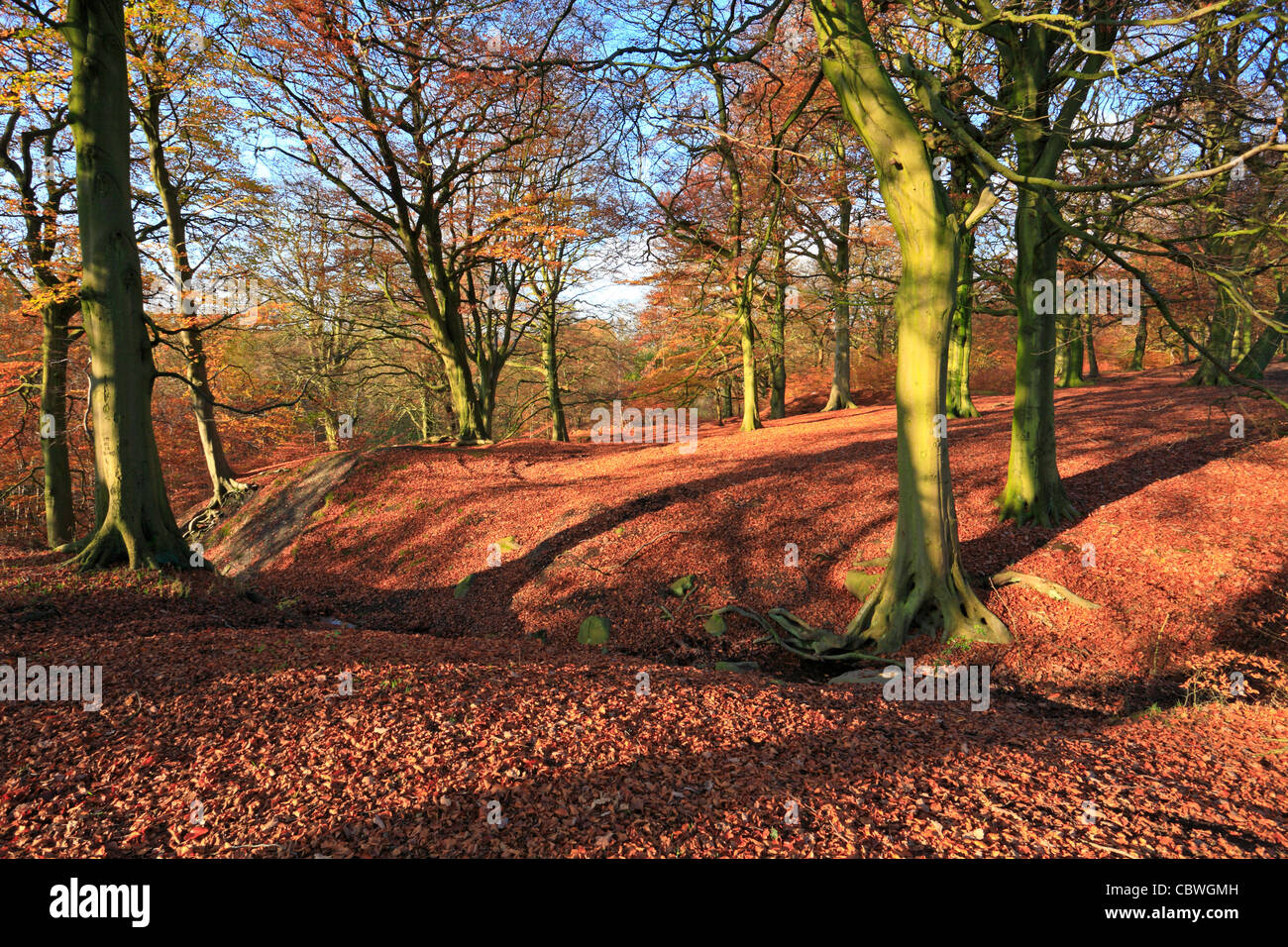 Beech trees in Judy Woods in Autumn, Wyke, Bradford, West Yorkshire ...