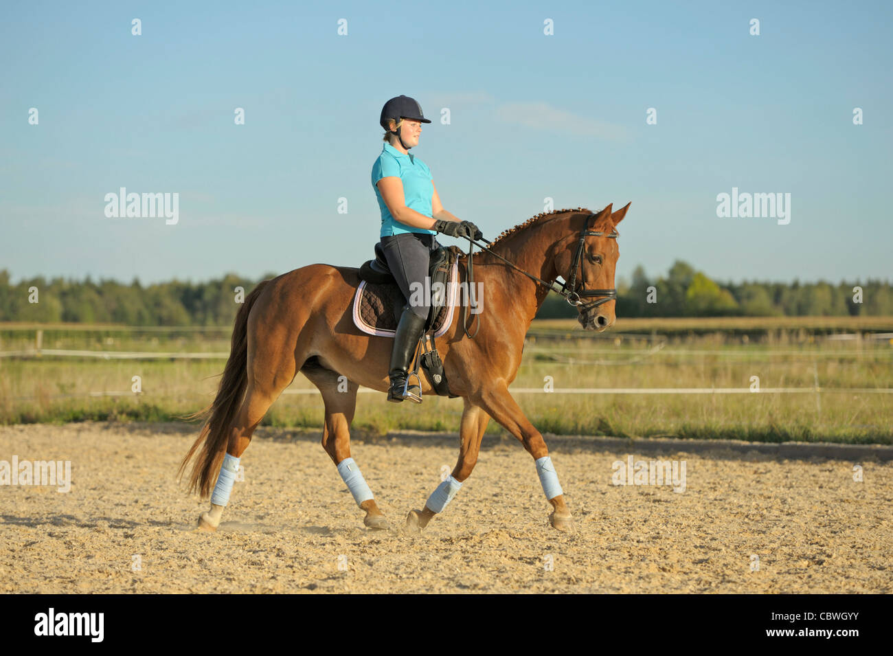 Dressage rider on back of a Bavarian horse Stock Photo - Alamy