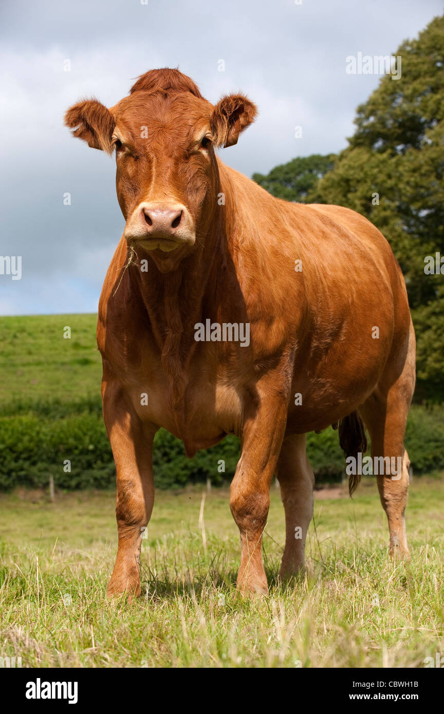 Limousin beef cow in pasture Stock Photo - Alamy