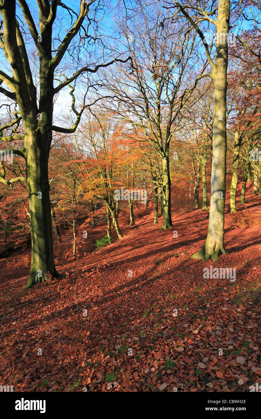 Beech trees in Judy Woods in Autumn, Wyke, Bradford, West Yorkshire ...