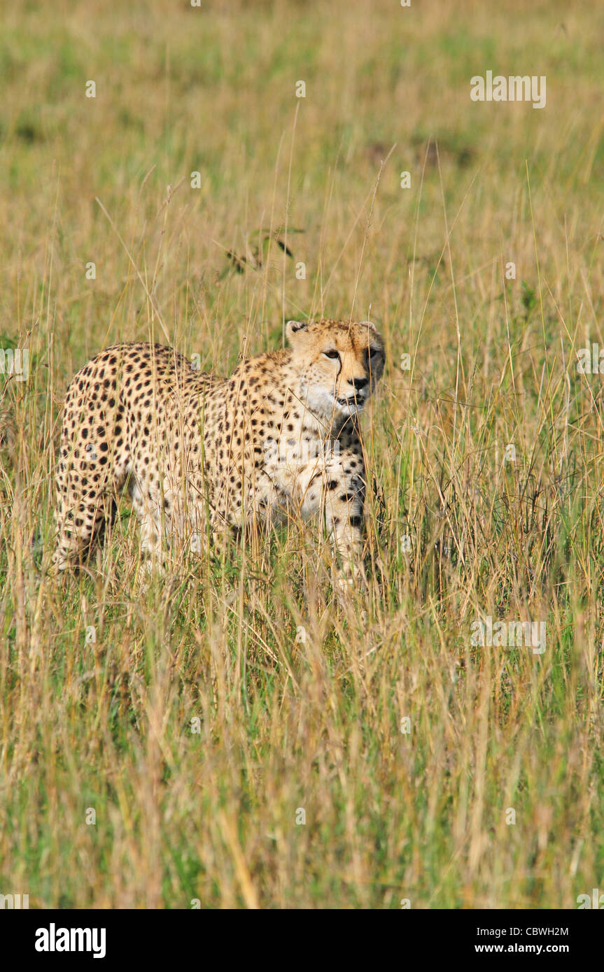 Cheetah walking through grass hi-res stock photography and images - Alamy