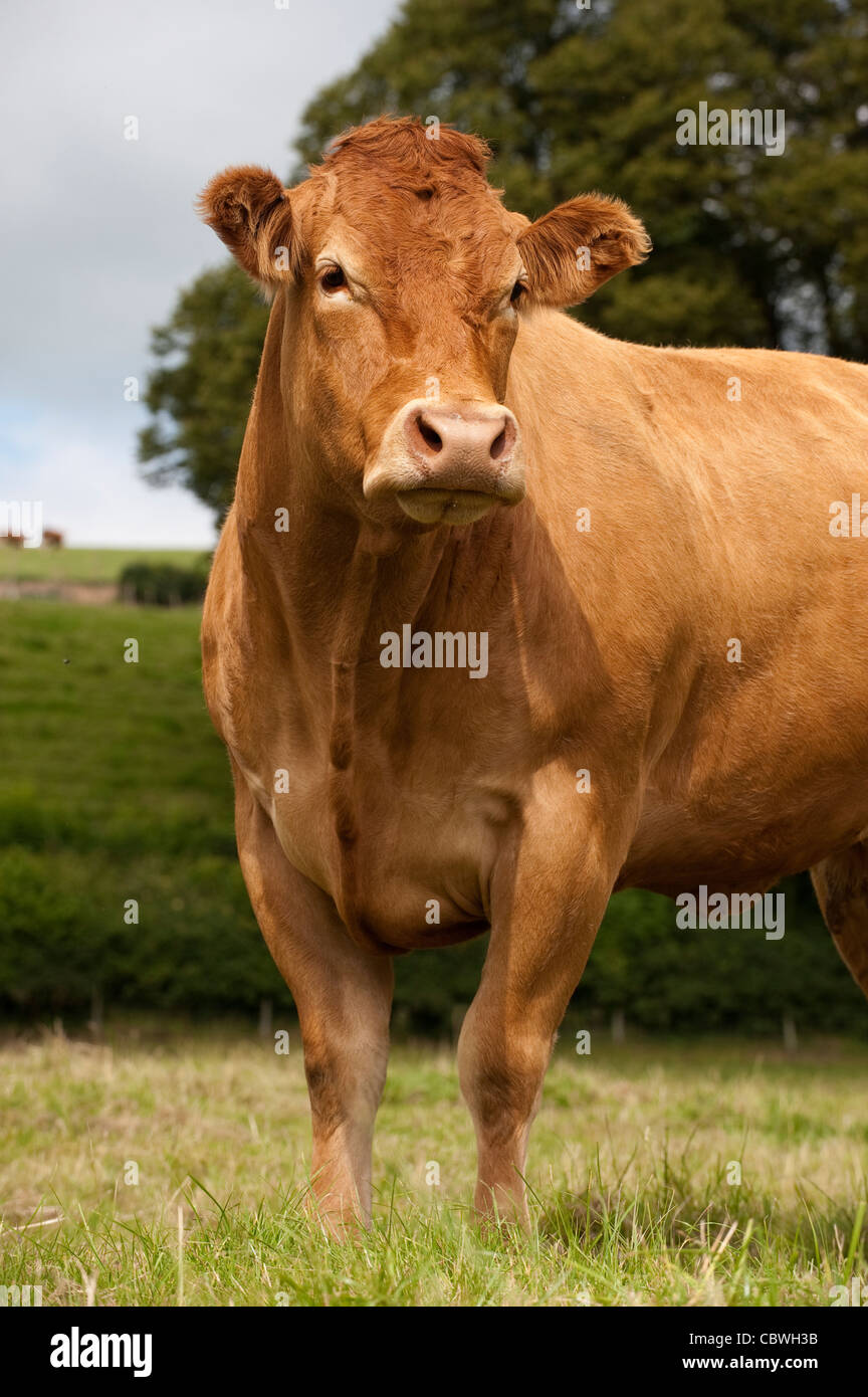 Herd limousin female cows hi-res stock photography and images - Alamy