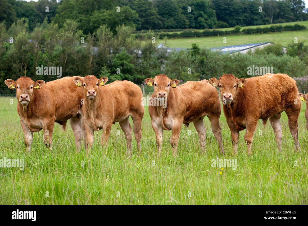 Bovine embryo hi-res stock photography and images - Alamy