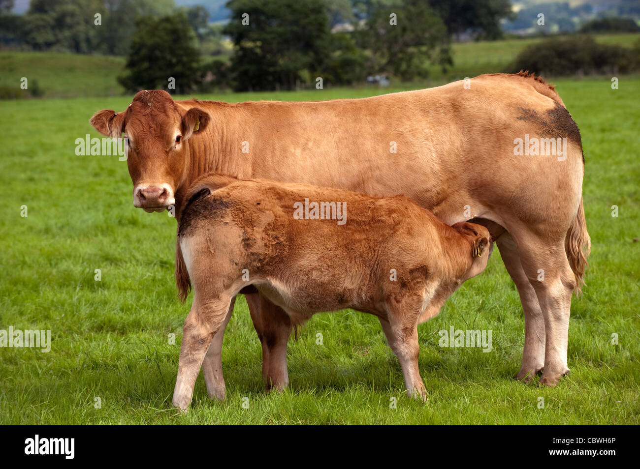 Limousin cow with calf suckling Stock Photo - Alamy