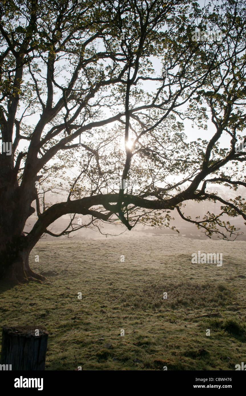 Misty Tree Sunrise Stock Photo - Alamy