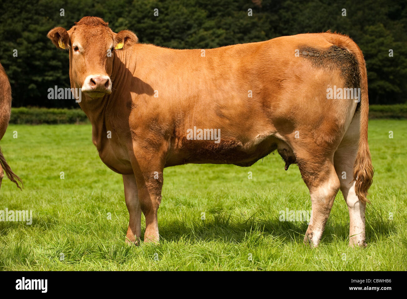 Herd of Limousin beef cattle Stock Photo - Alamy