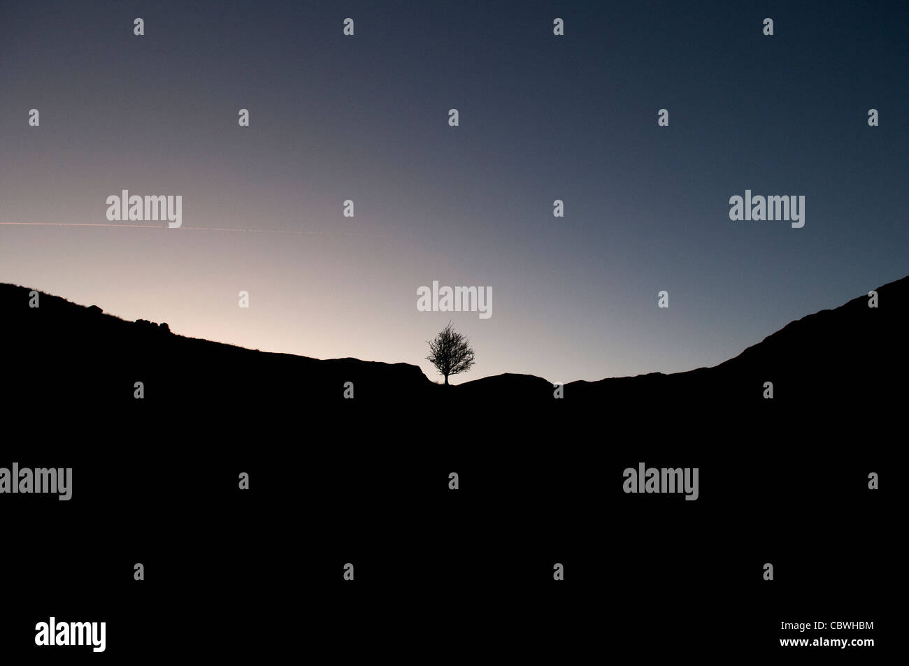 Lone tree on horizon Stock Photo - Alamy