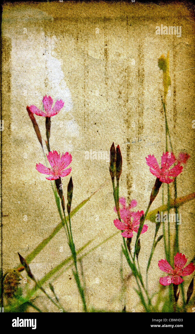 grunge vegetable background Stock Photo - Alamy