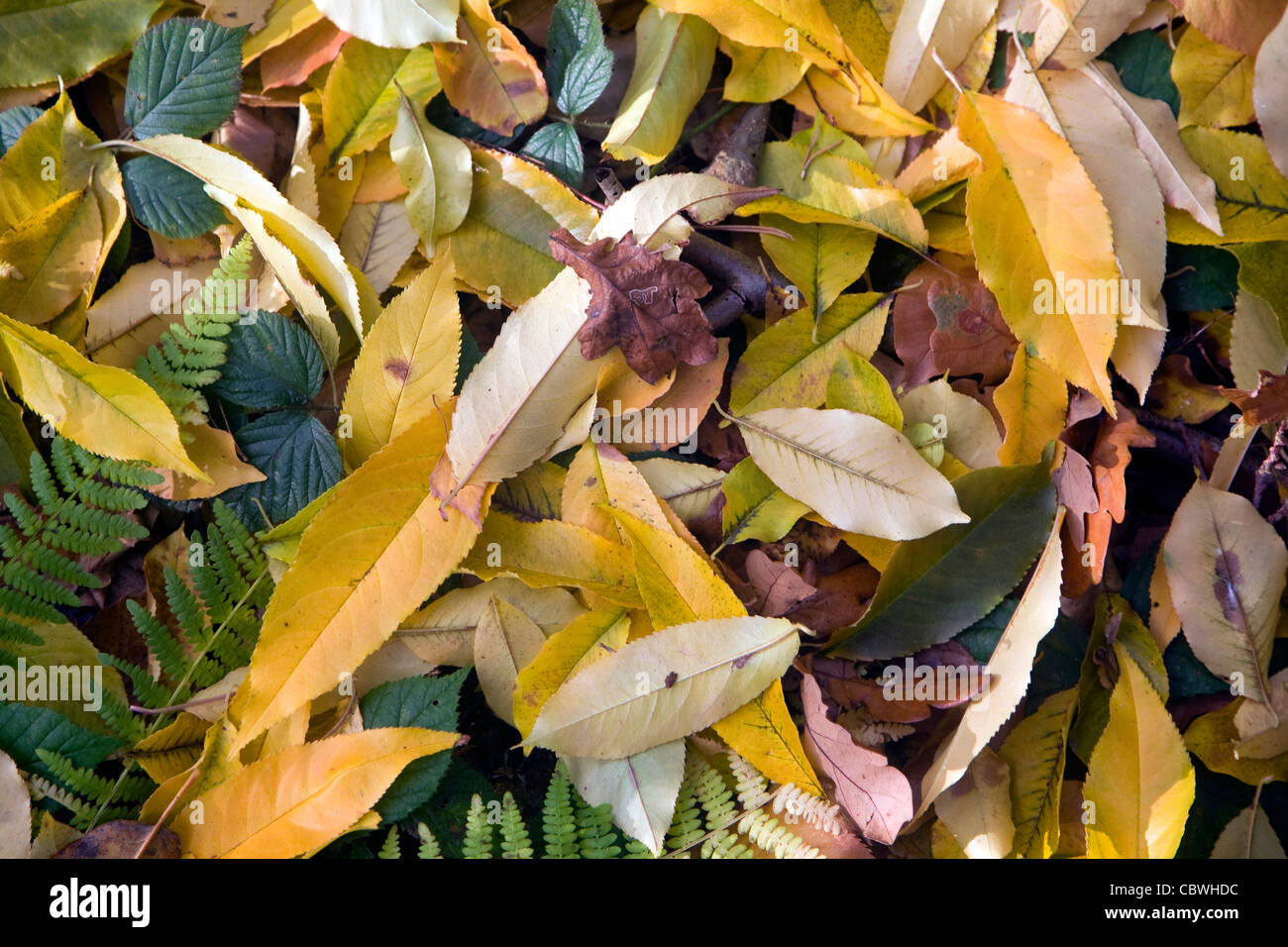 Deciduous trees uk hi-res stock photography and images - Alamy