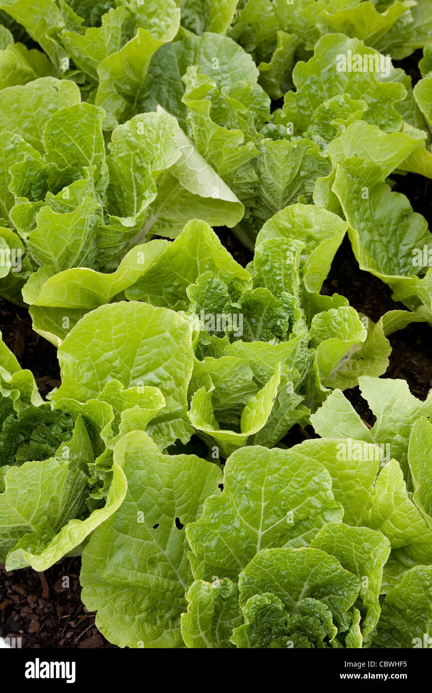 Allotment lettuce hi-res stock photography and images - Alamy