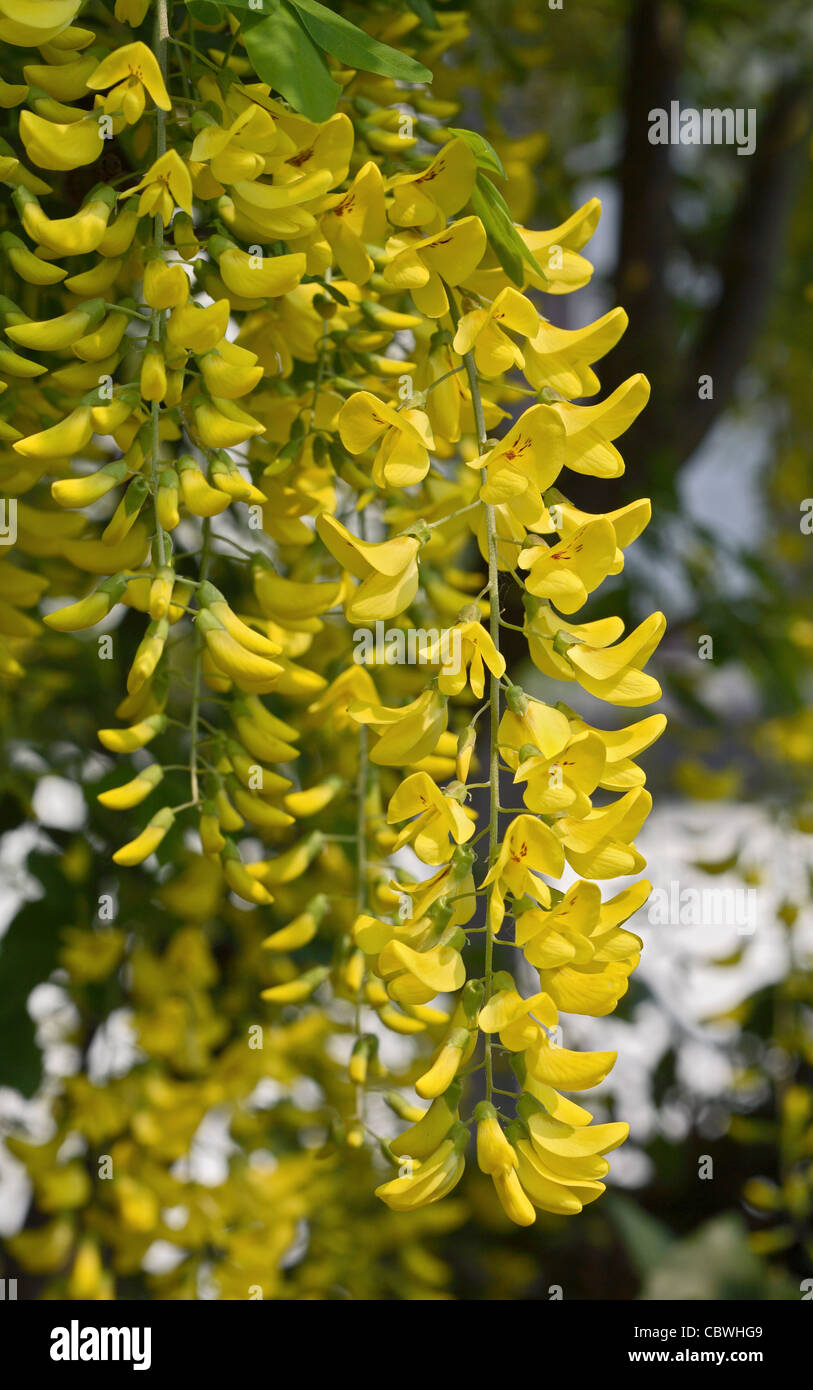 Laburnums hi-res stock photography and images - Alamy