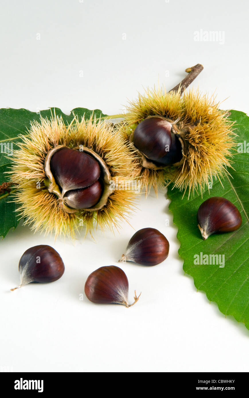 Castanea sativa sweet chestnut castagne hi-res stock photography and ...