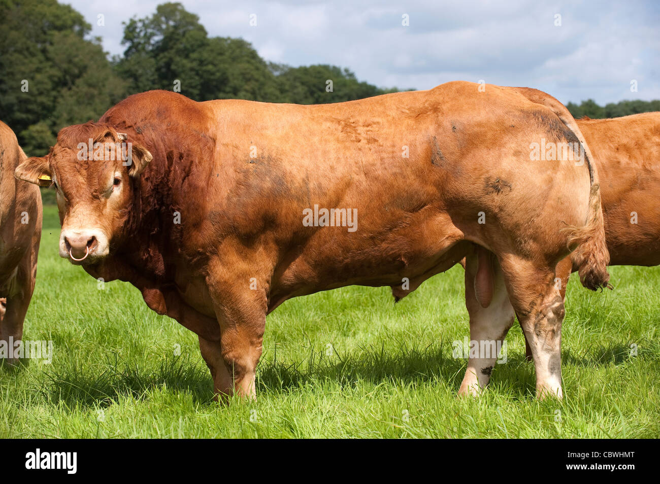 Limousin bull in pasture Stock Photo - Alamy
