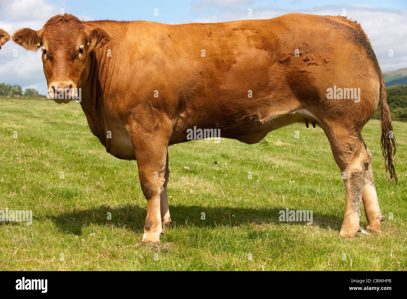 Herd limousin female cows hi-res stock photography and images - Alamy