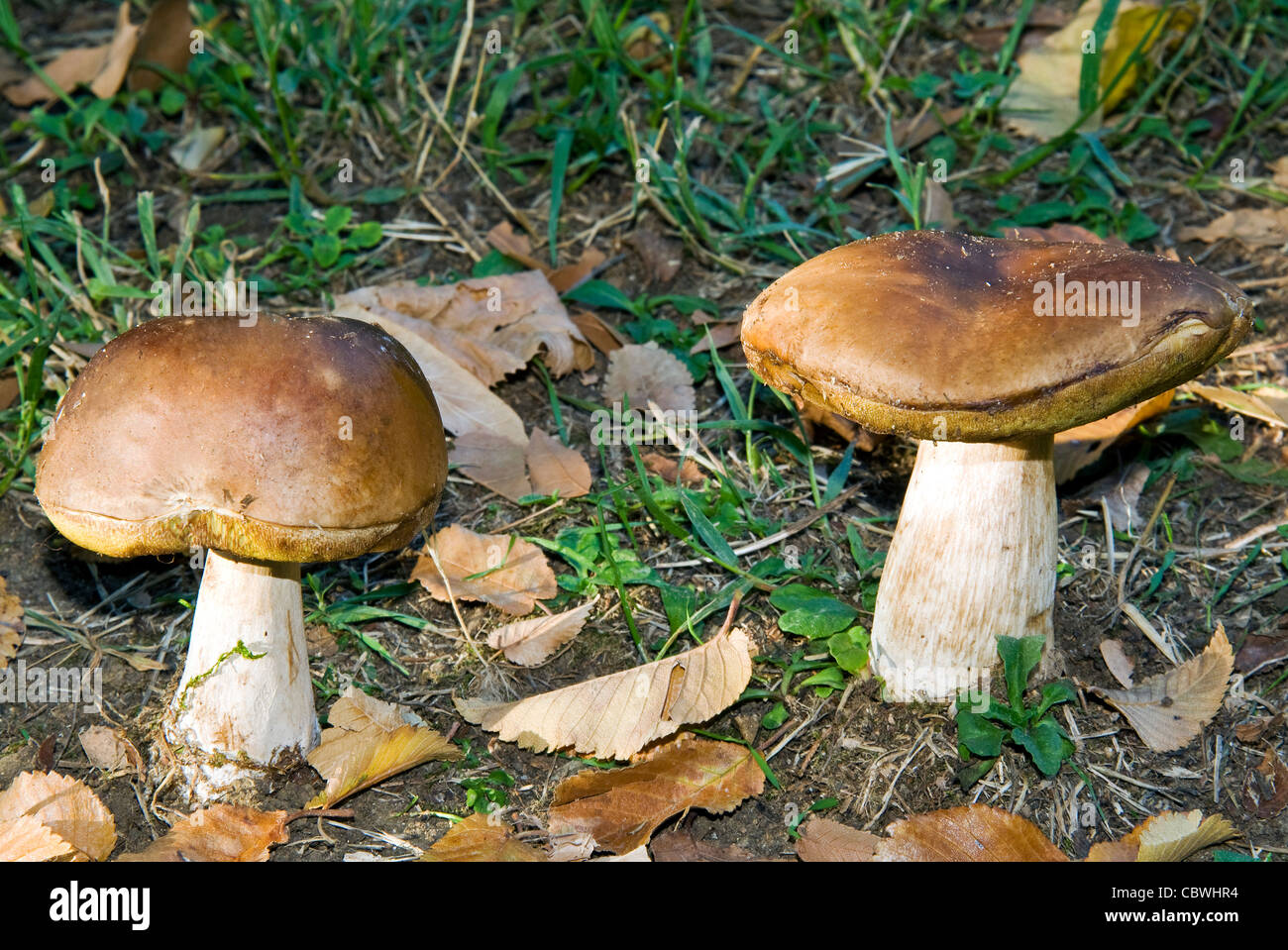 Porcini, penny bun, cep, mushrooms, (Boletus edulis) in the forest ...