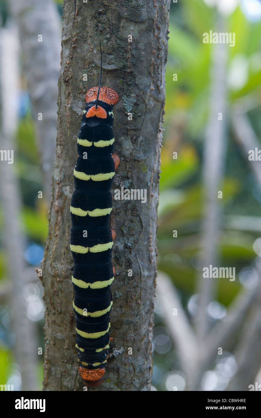 Brasilia, Brazil. Tetrio sphinx moth or Frangipani Hawkmoth ...