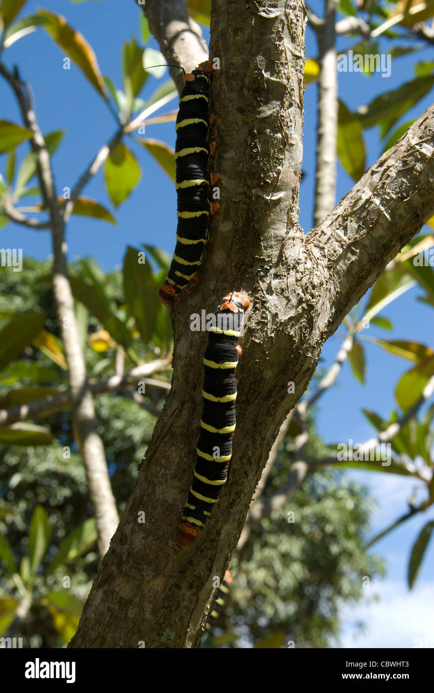 Brasilia, Brazil. Tetrio sphinx moth or Frangipani Hawkmoth ...