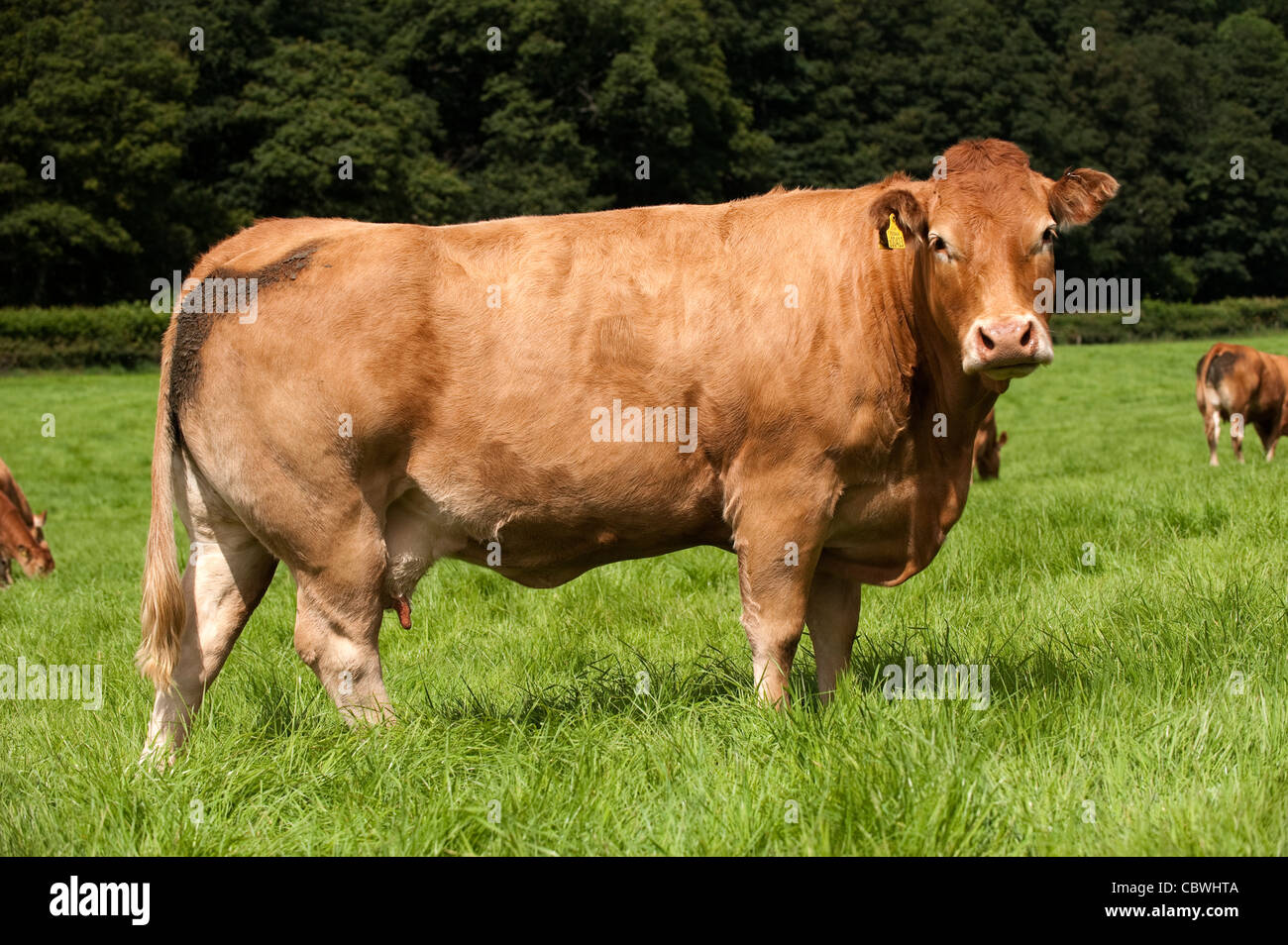 Limousin beef cow in pasture Stock Photo - Alamy