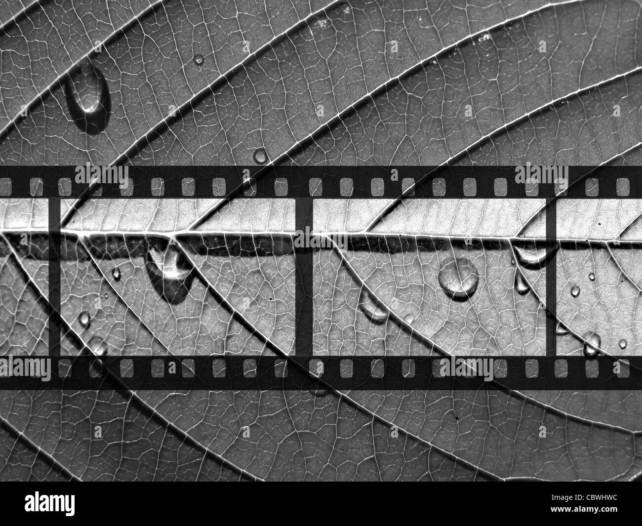 Vintage cinematography monochrome hi-res stock photography and images ...