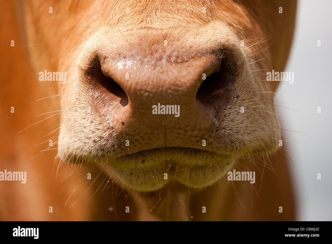 Close up of a healthy cows nose Stock Photo - Alamy