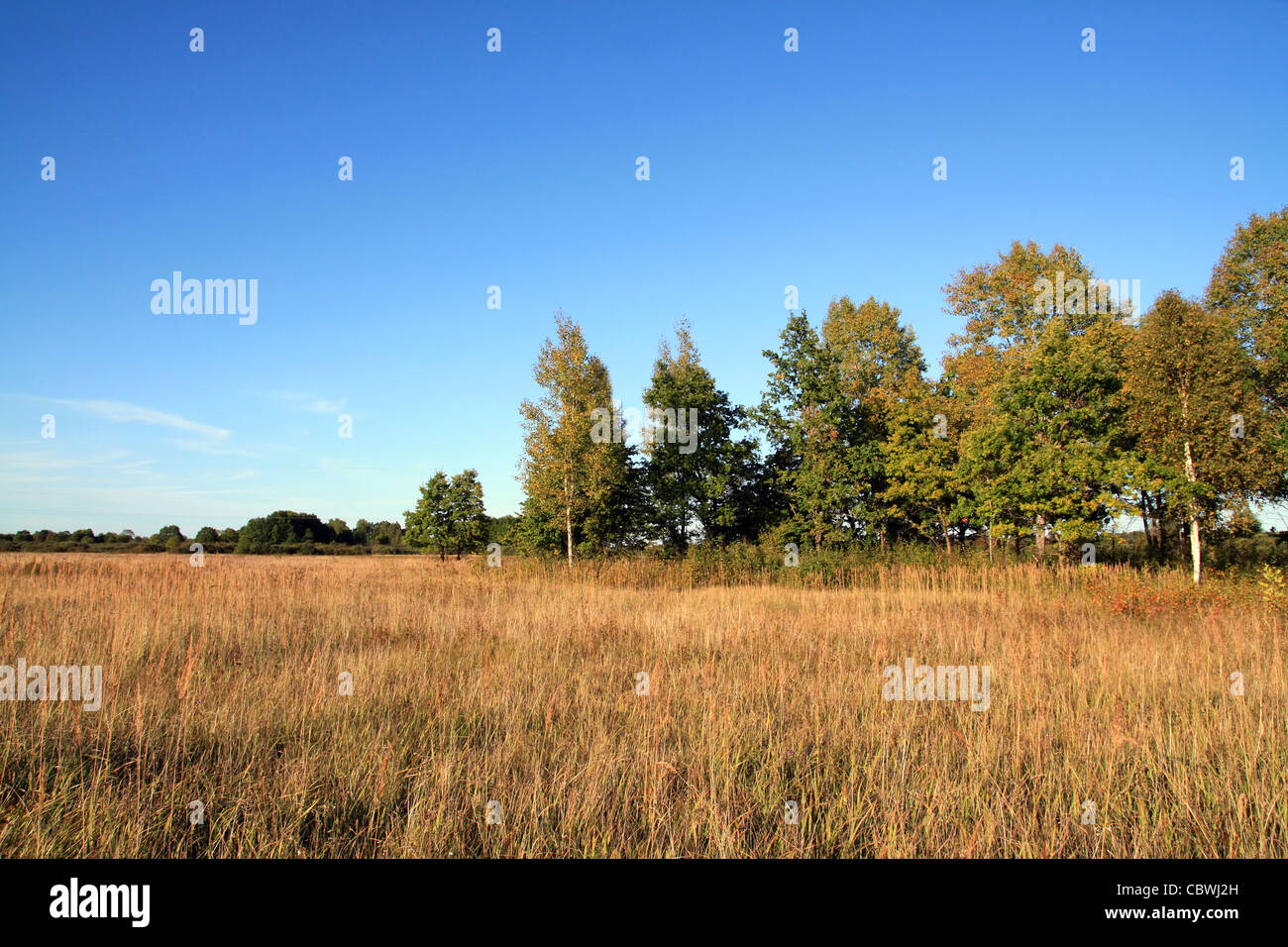 Single copse hi-res stock photography and images - Alamy