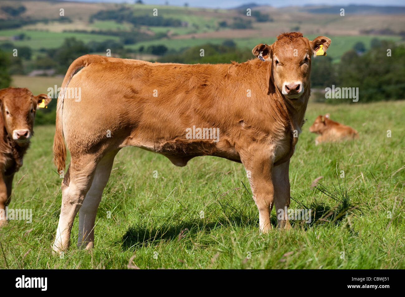 Young Limousin beef calf in pasture, North Lancashire, England Stock ...