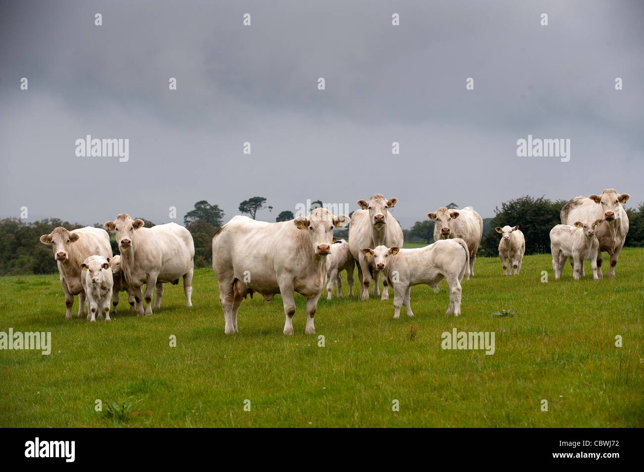 Herd of Charolais cows and calves on pasture land Stock Photo - Alamy