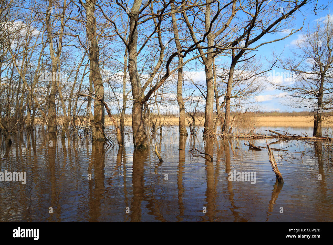 oak wood in water Stock Photo - Alamy