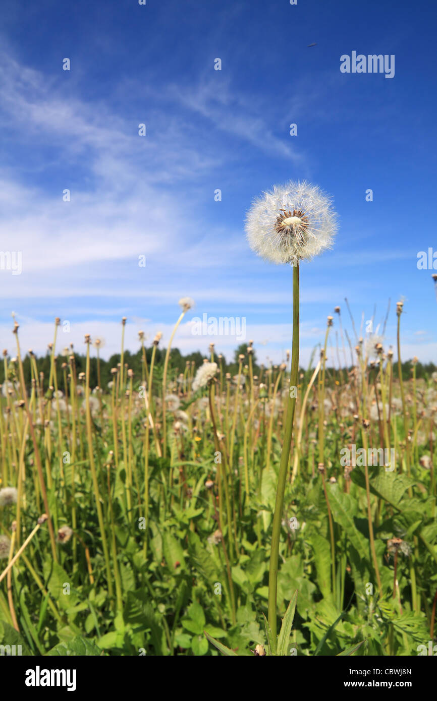 Dandelion spider hi-res stock photography and images - Alamy