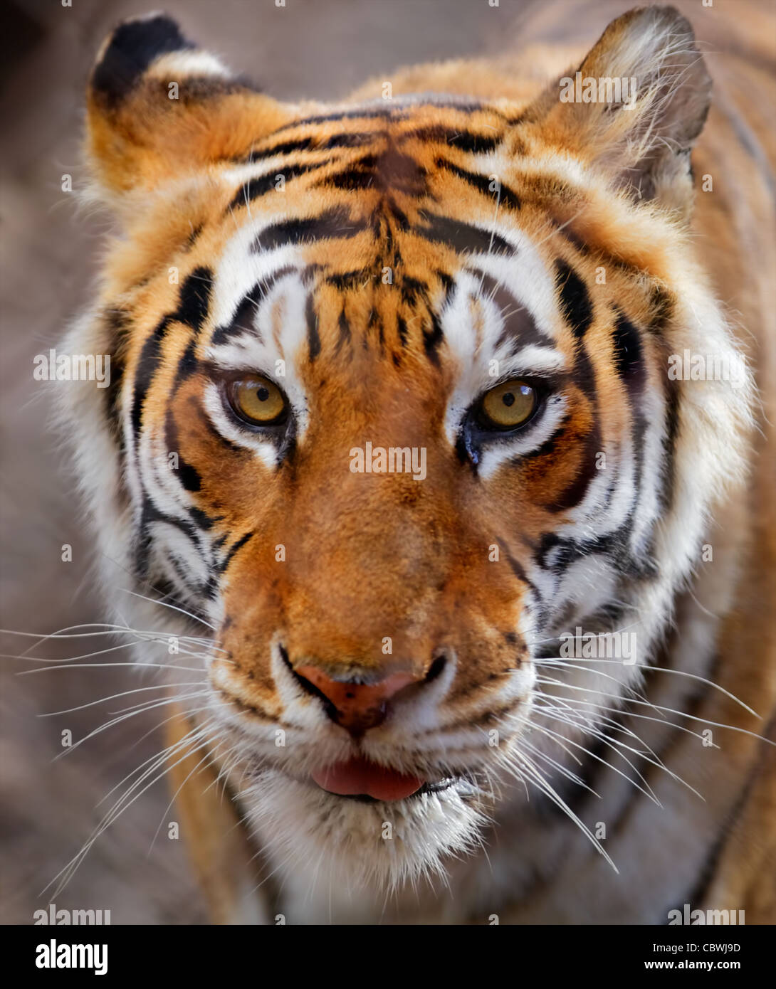 Close up of a white, brown and black striped tiger Stock Photo - Alamy