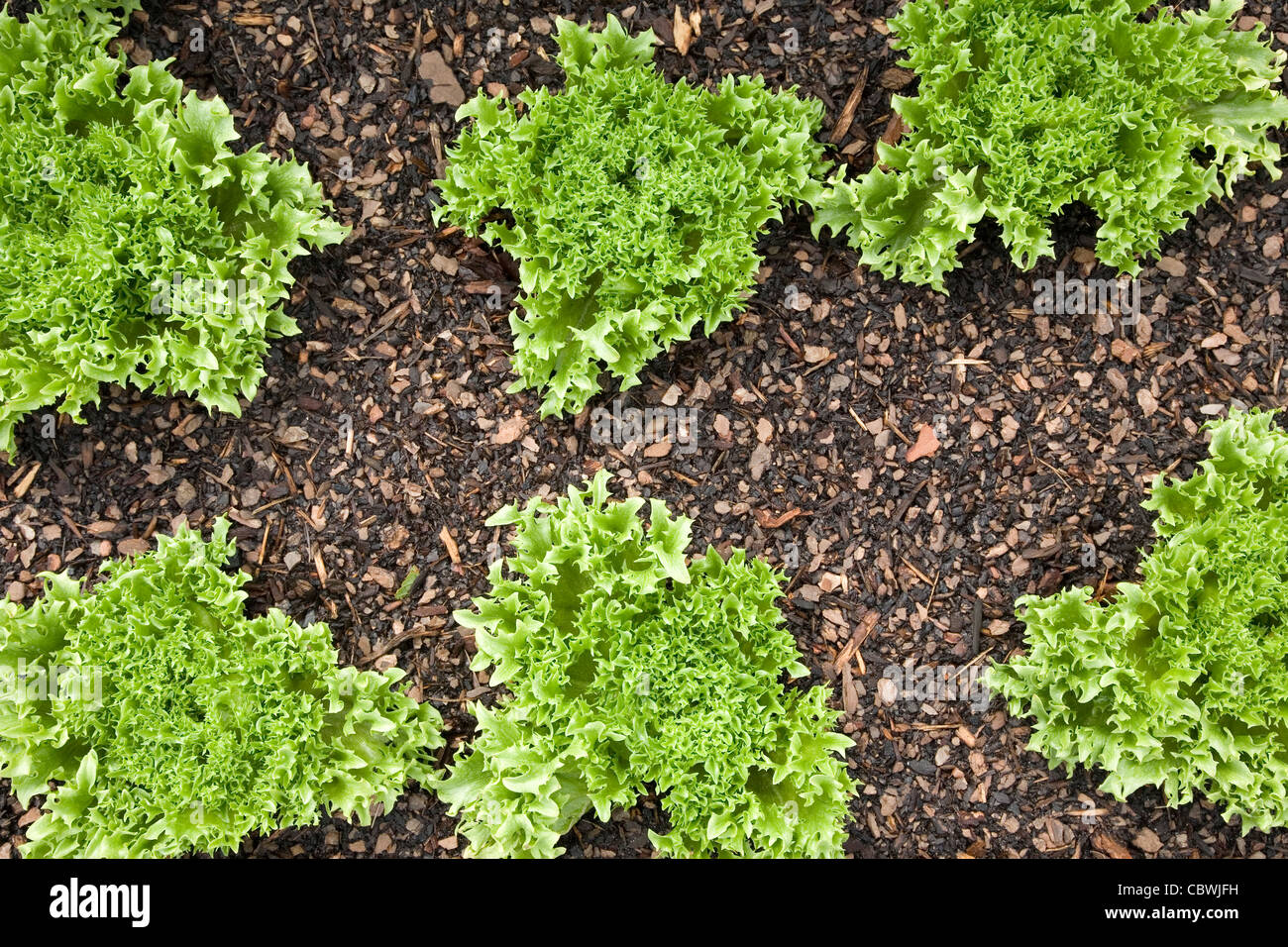 Lollo bionda lettuce Stock Photo - Alamy