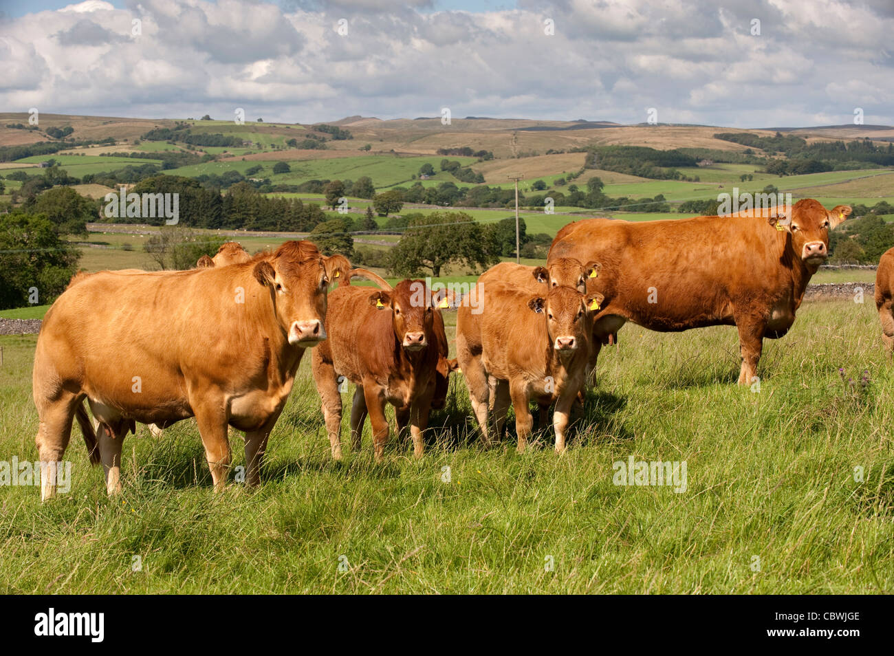 Limousin cattle uk calves hi-res stock photography and images - Alamy