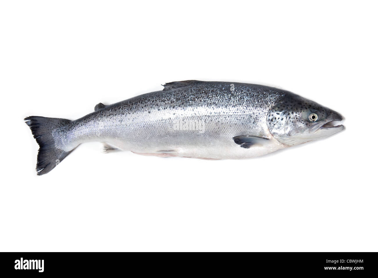 Atlantic Salmon Salmo solar isolated on a white studio background Stock ...
