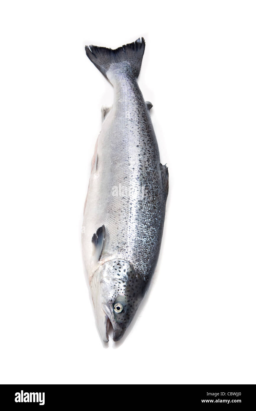 Atlantic Salmon Salmo solar isolated on a white studio background Stock ...