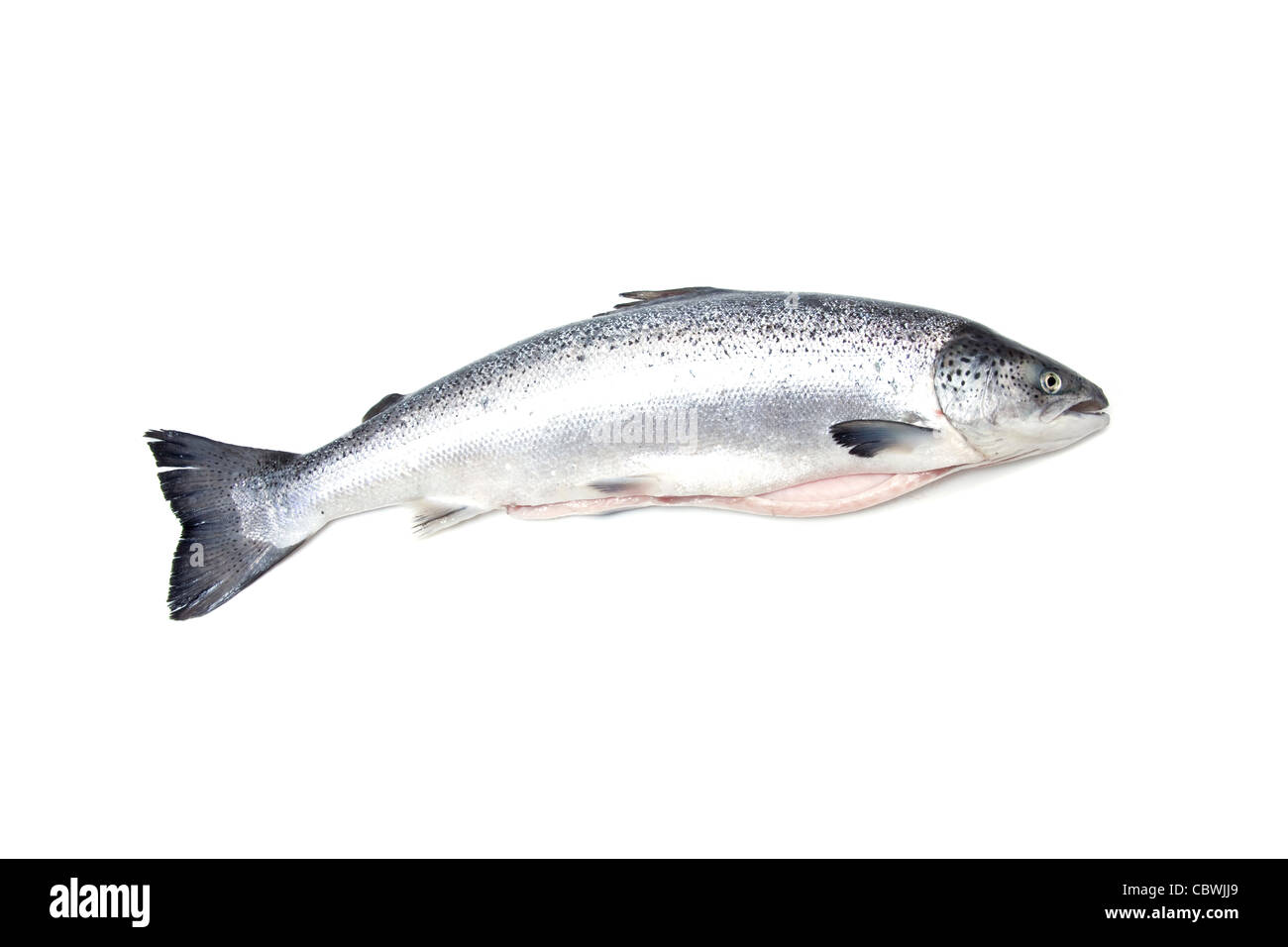 Atlantic Salmon Salmo solar whole isolated on a white studio background ...