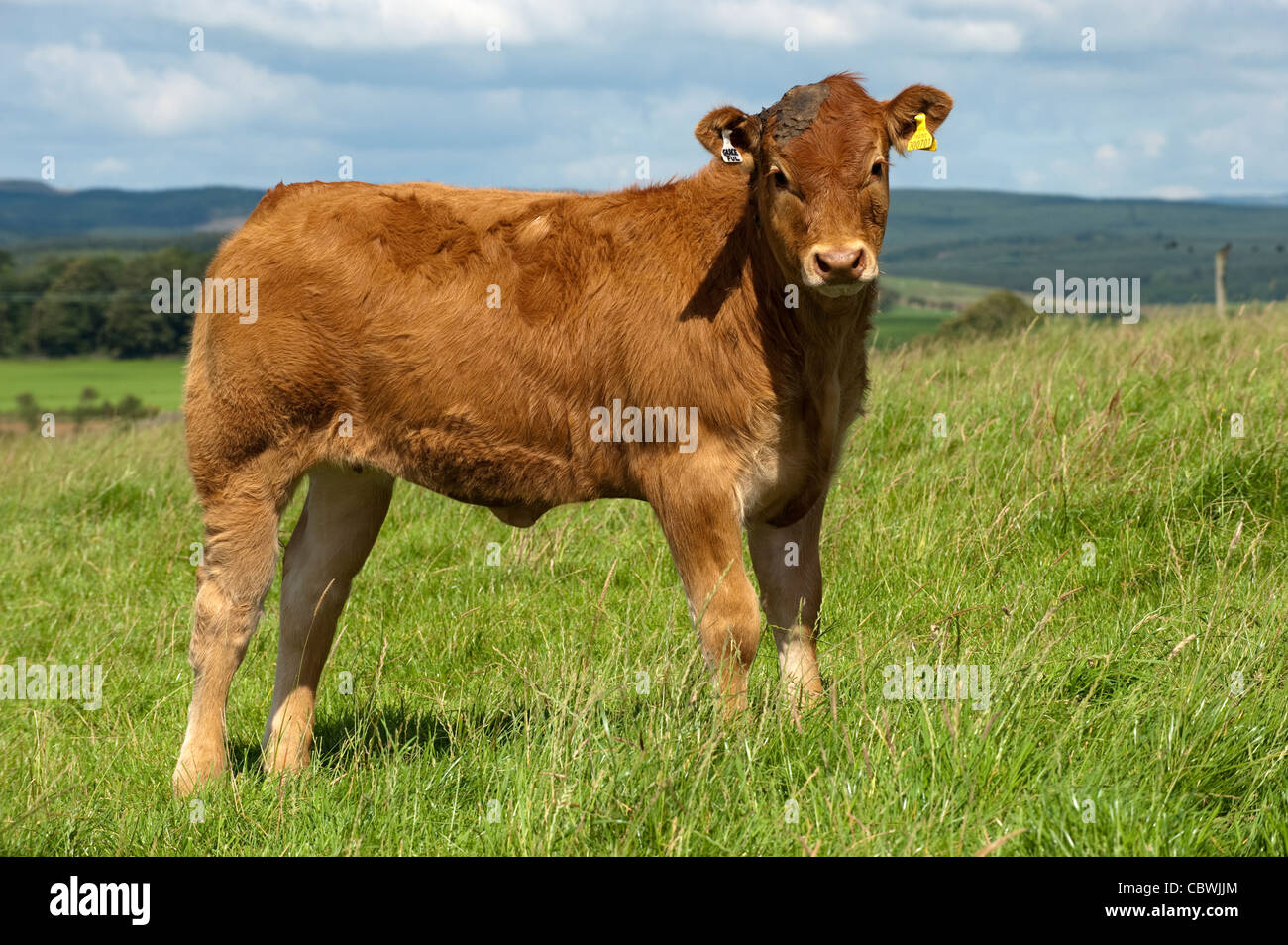 Limousin Heifer Stock Photos & Limousin Heifer Stock Images - Alamy