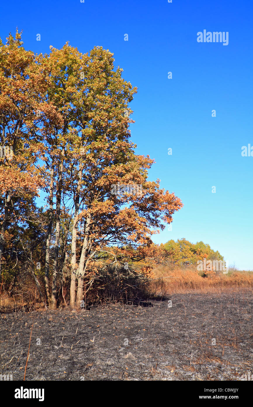 autumn wood after fire Stock Photo - Alamy