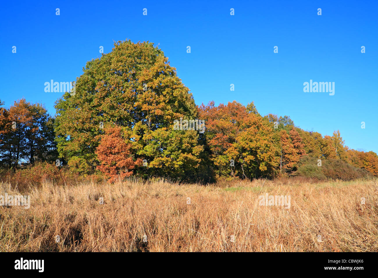 Oak copse hi-res stock photography and images - Alamy