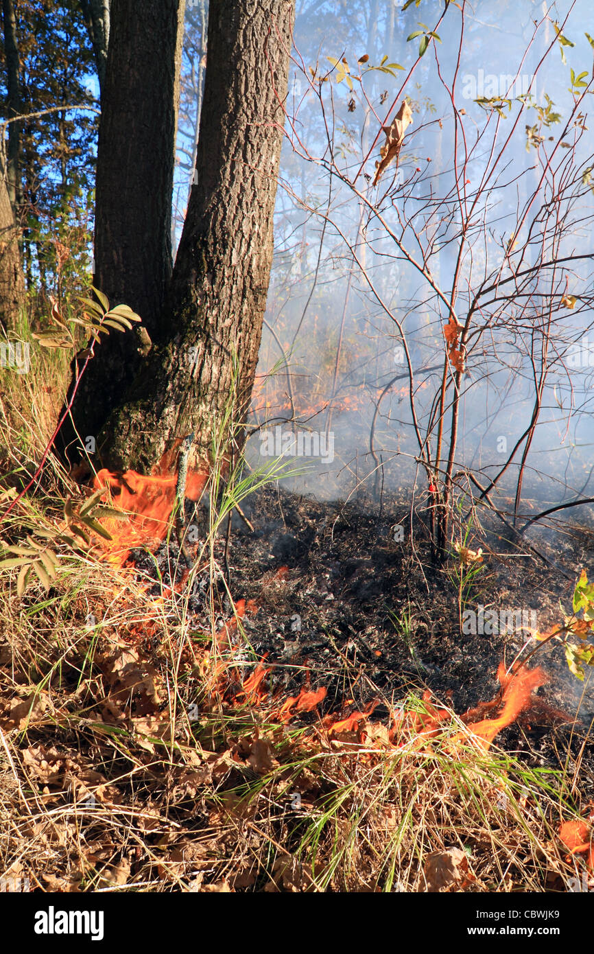 fire in wood Stock Photo - Alamy