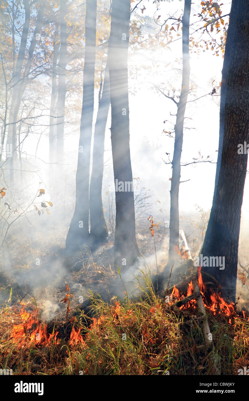 fire in wood Stock Photo - Alamy