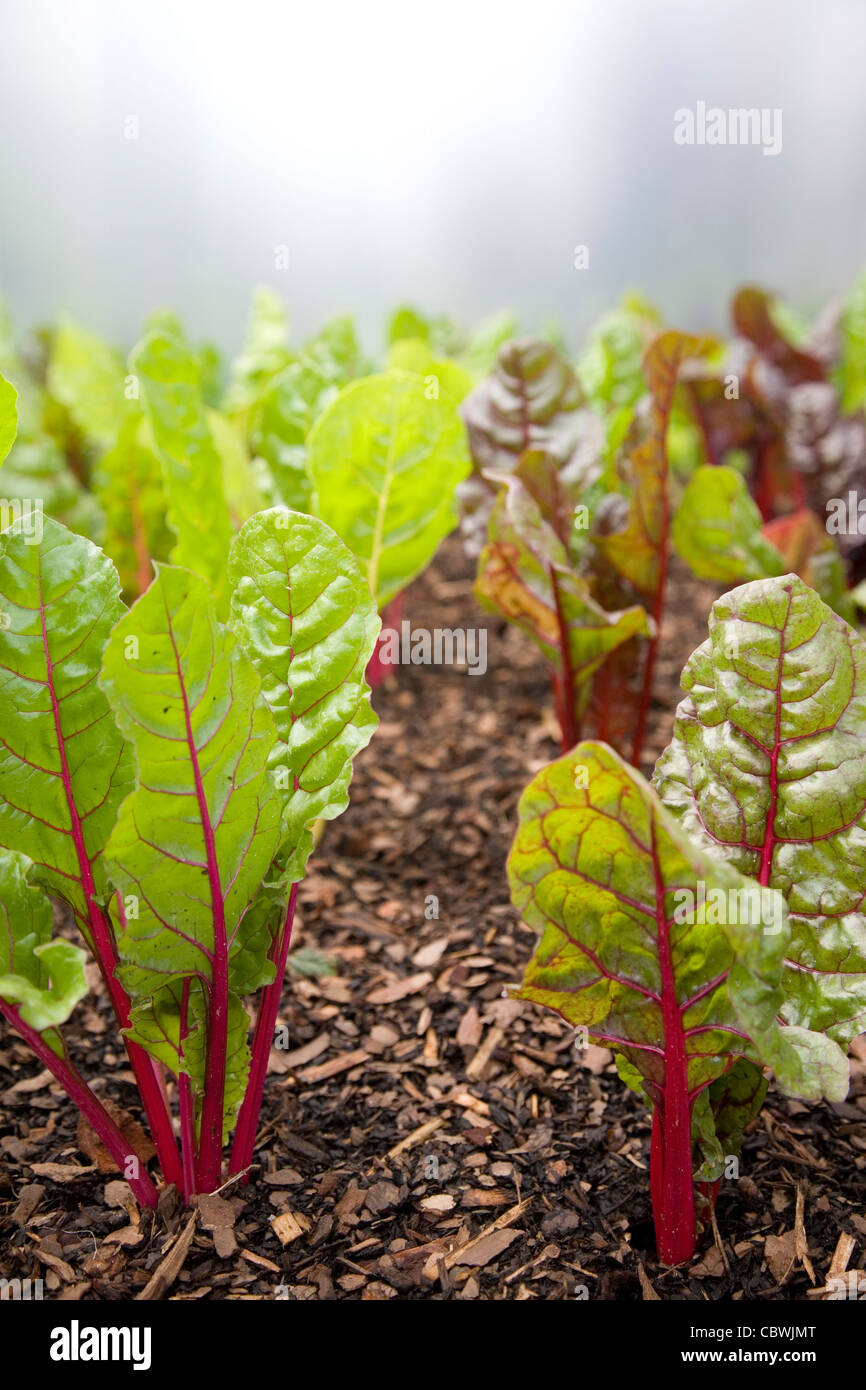 Close up of Ruby Chard Stock Photo - Alamy