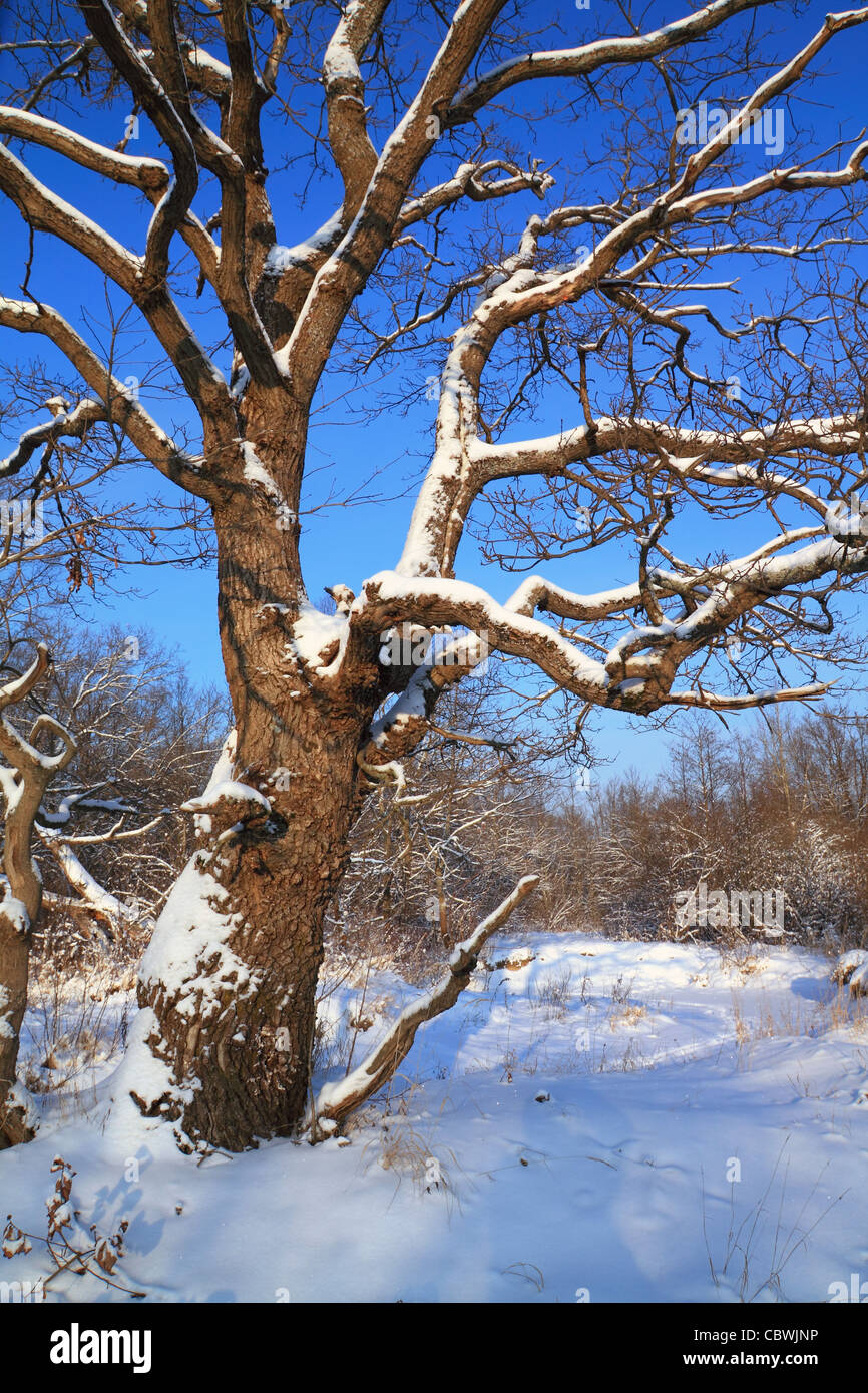 old oak in winter wood Stock Photo - Alamy