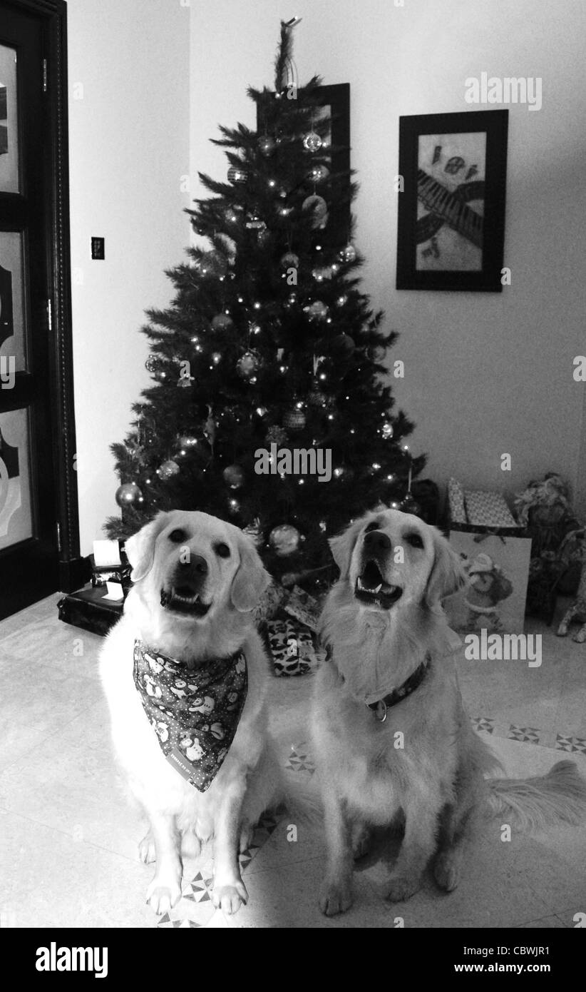 two dog's sitting in front of a Christmas tree Stock Photo - Alamy