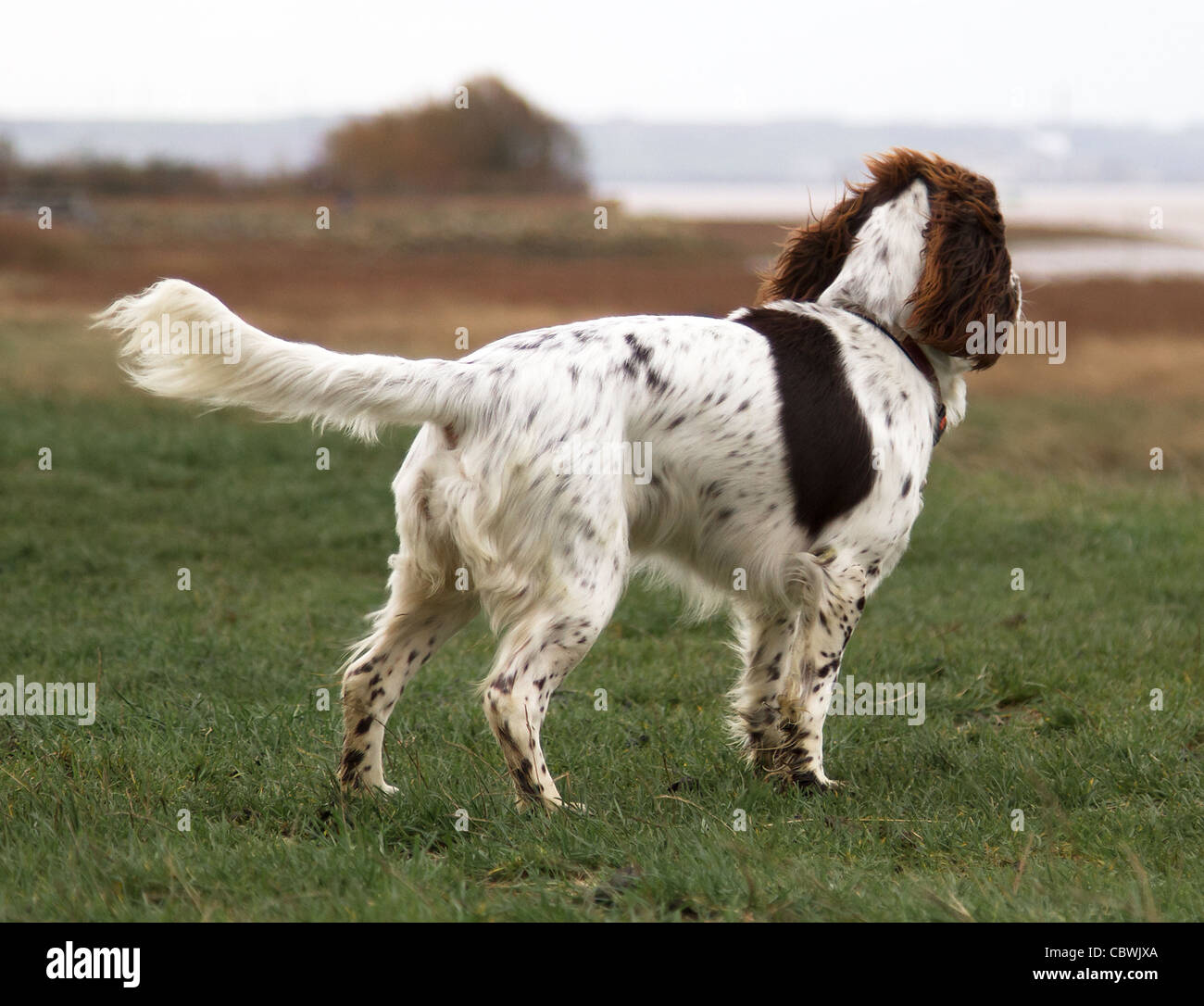 liver and white springer spaniel dog Stock Photo - Alamy
