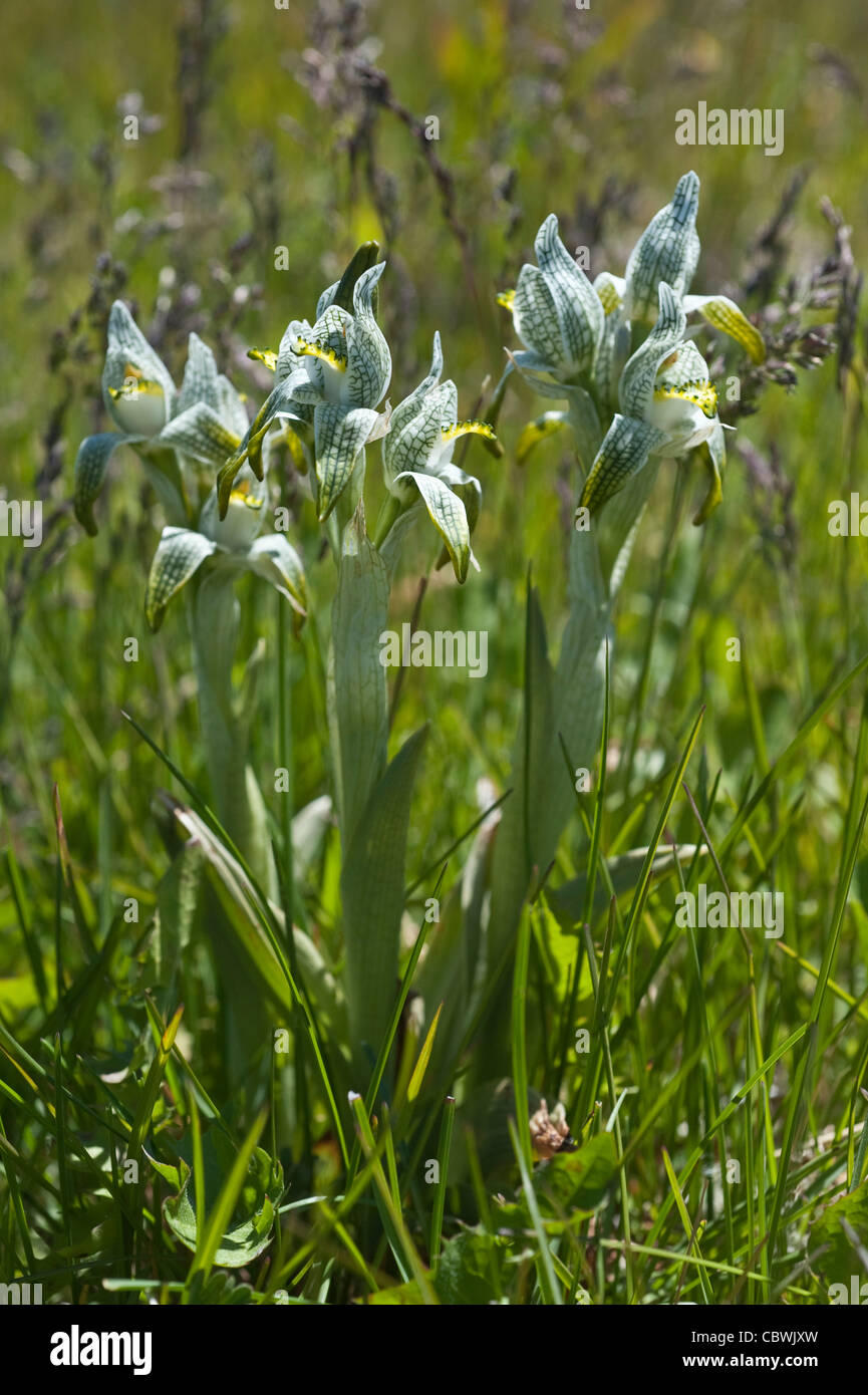 Porcelain orchid (Chloraea magellanica) flowers Los Glaciares National ...