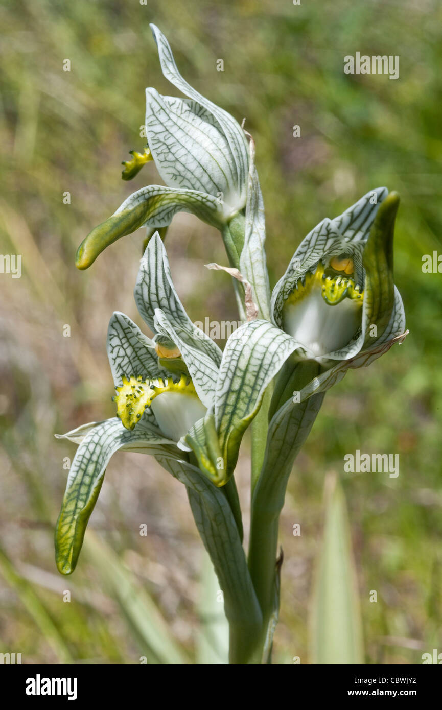 Porcelain orchid (Chloraea magellanica) flowers Los Glaciares National ...