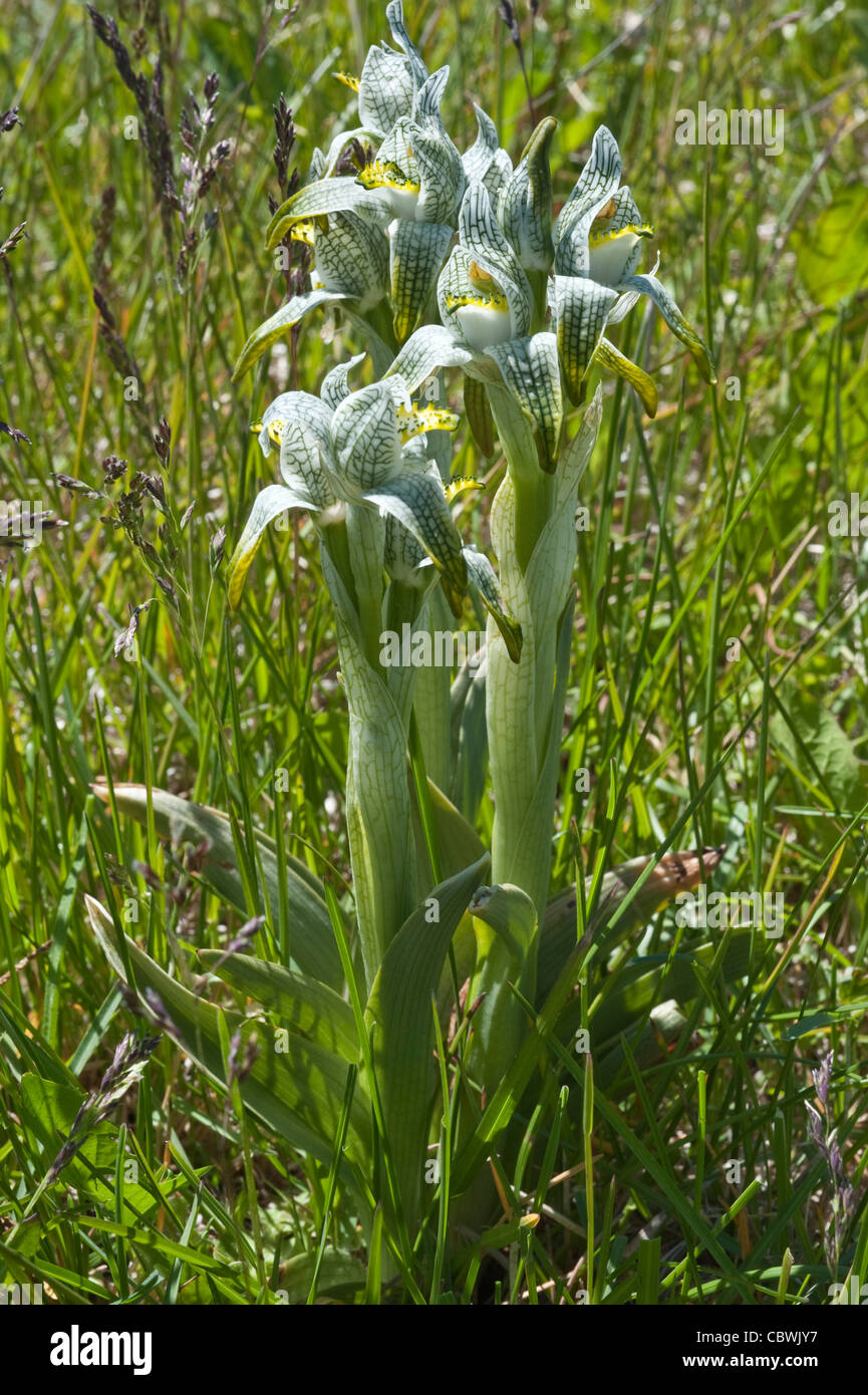 Porcelain orchid (Chloraea magellanica) flowers Los Glaciares National ...